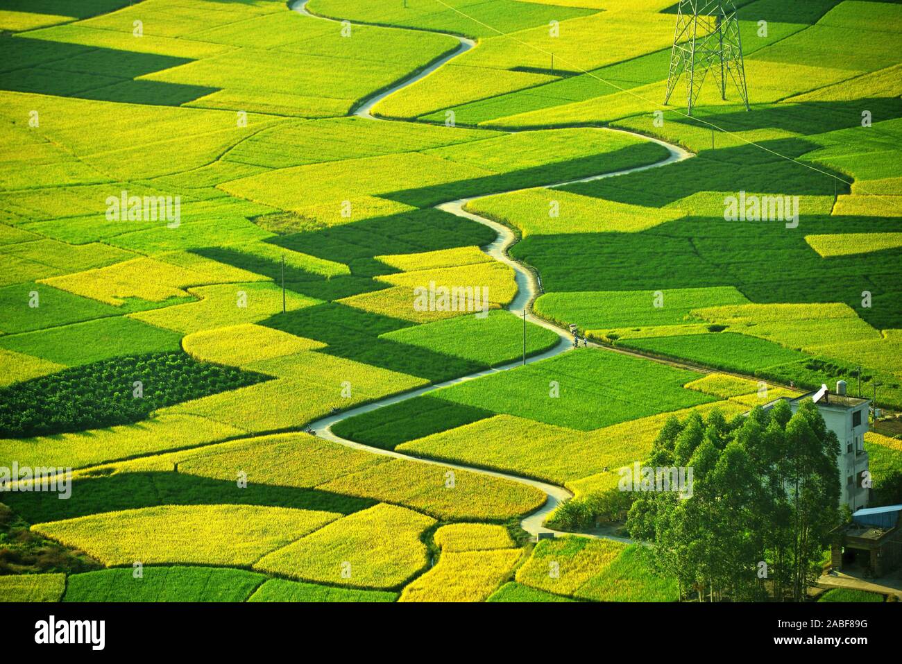 An aerial view of 150 thousand acres of rice ripen, which contributes ...