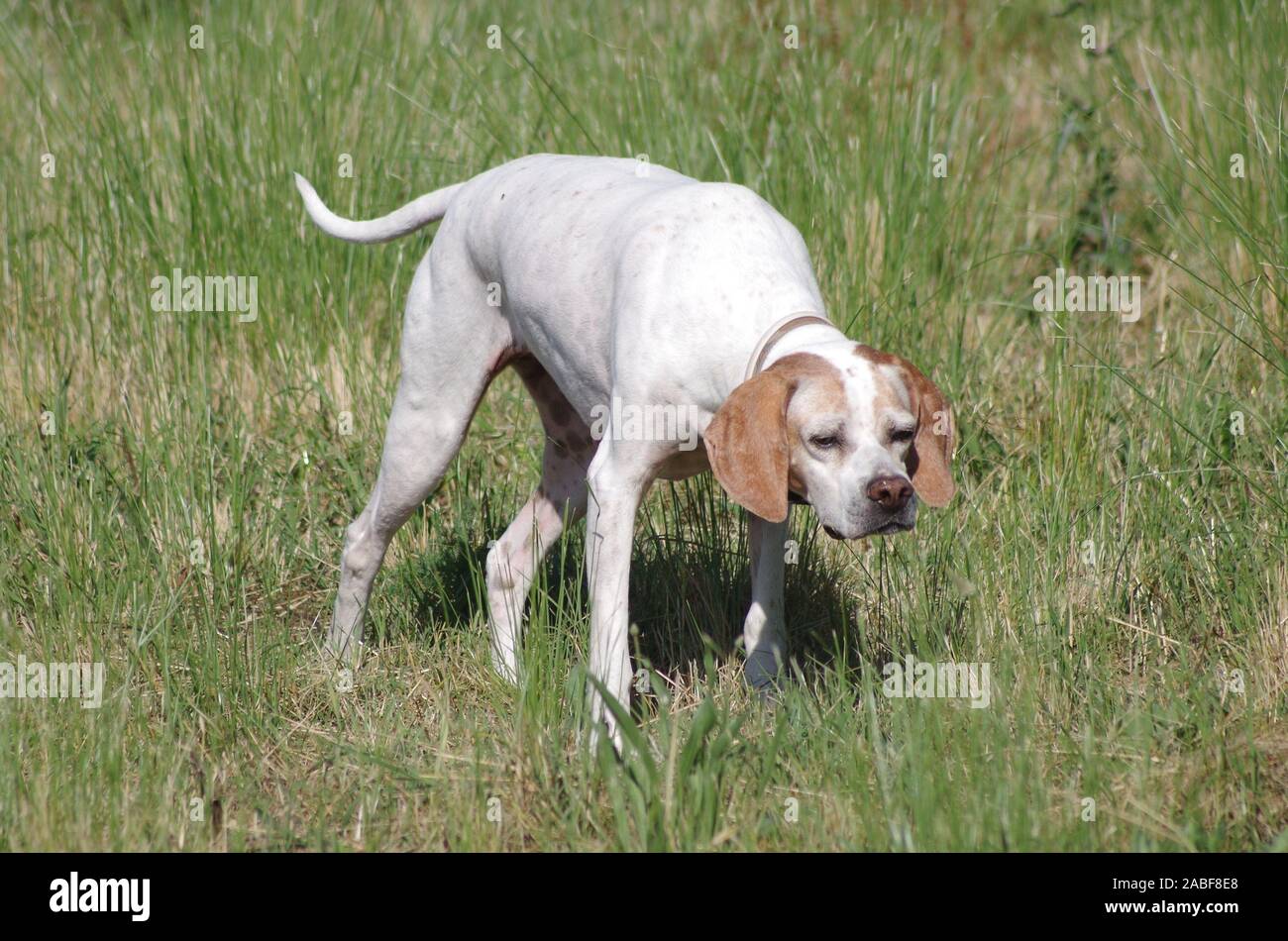 a white curious dog pointing at you Stock Photo - Alamy