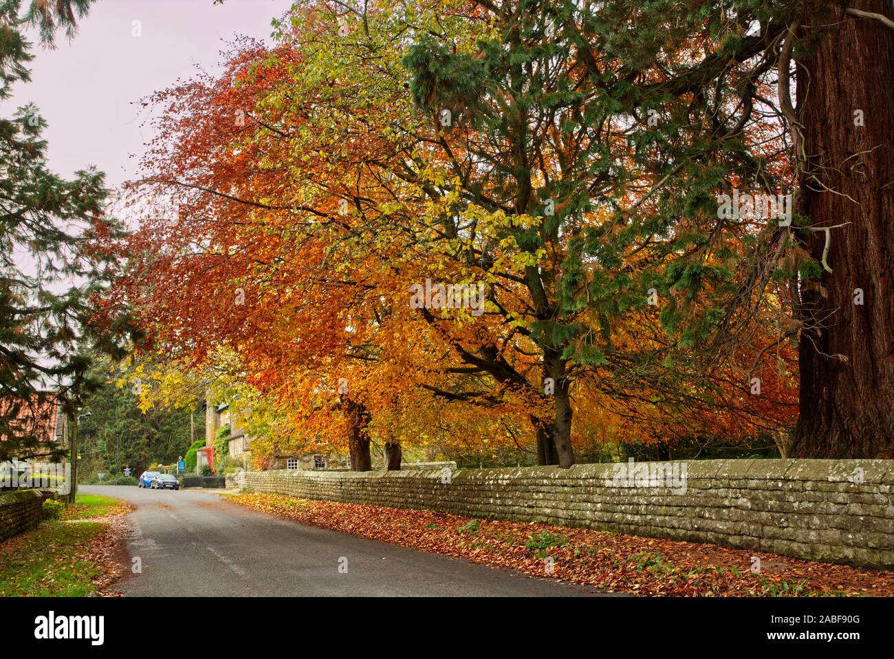 Autumn colours in the lane Stock Photo - Alamy