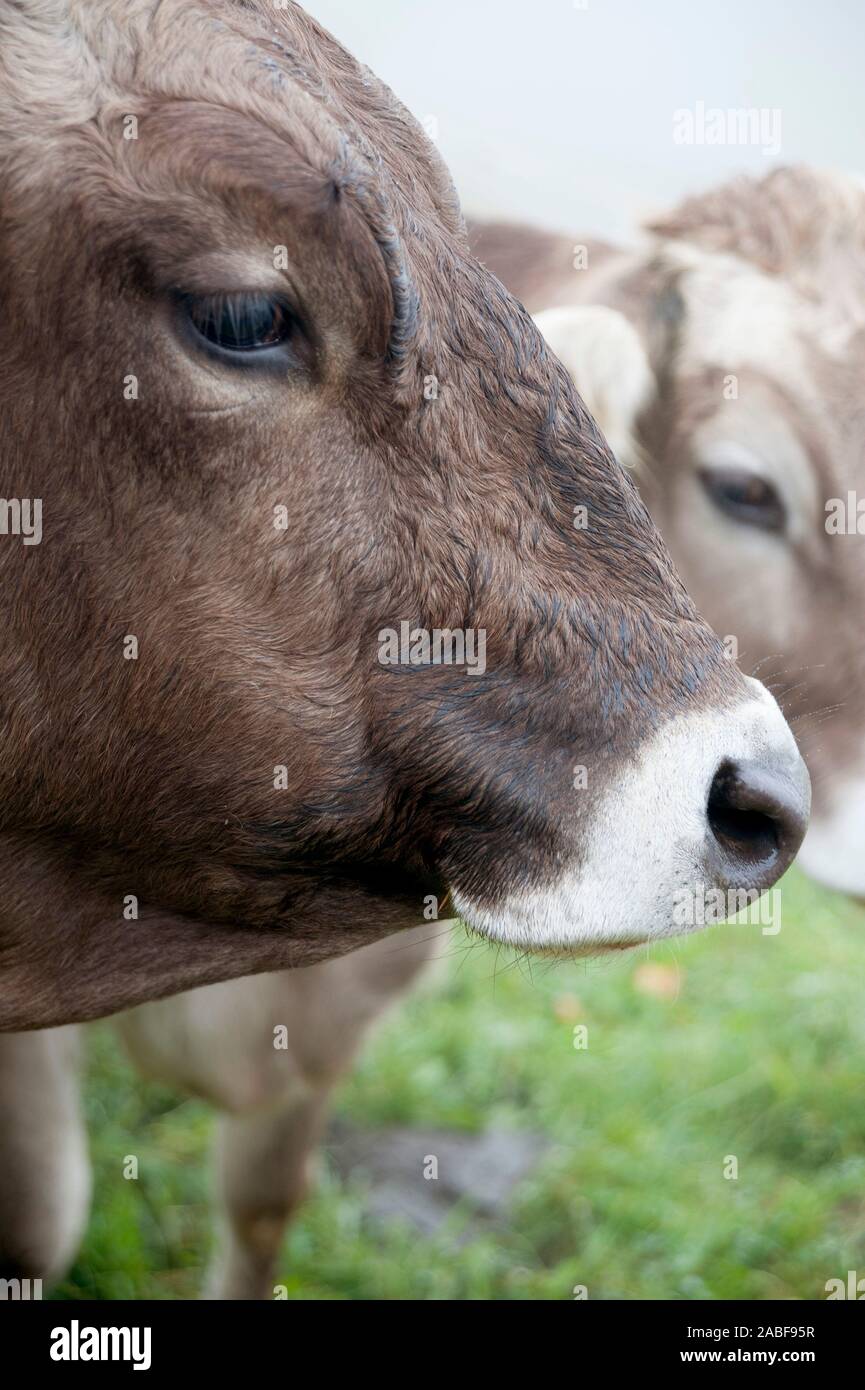 Bavarian cow hi-res stock photography and images - Alamy