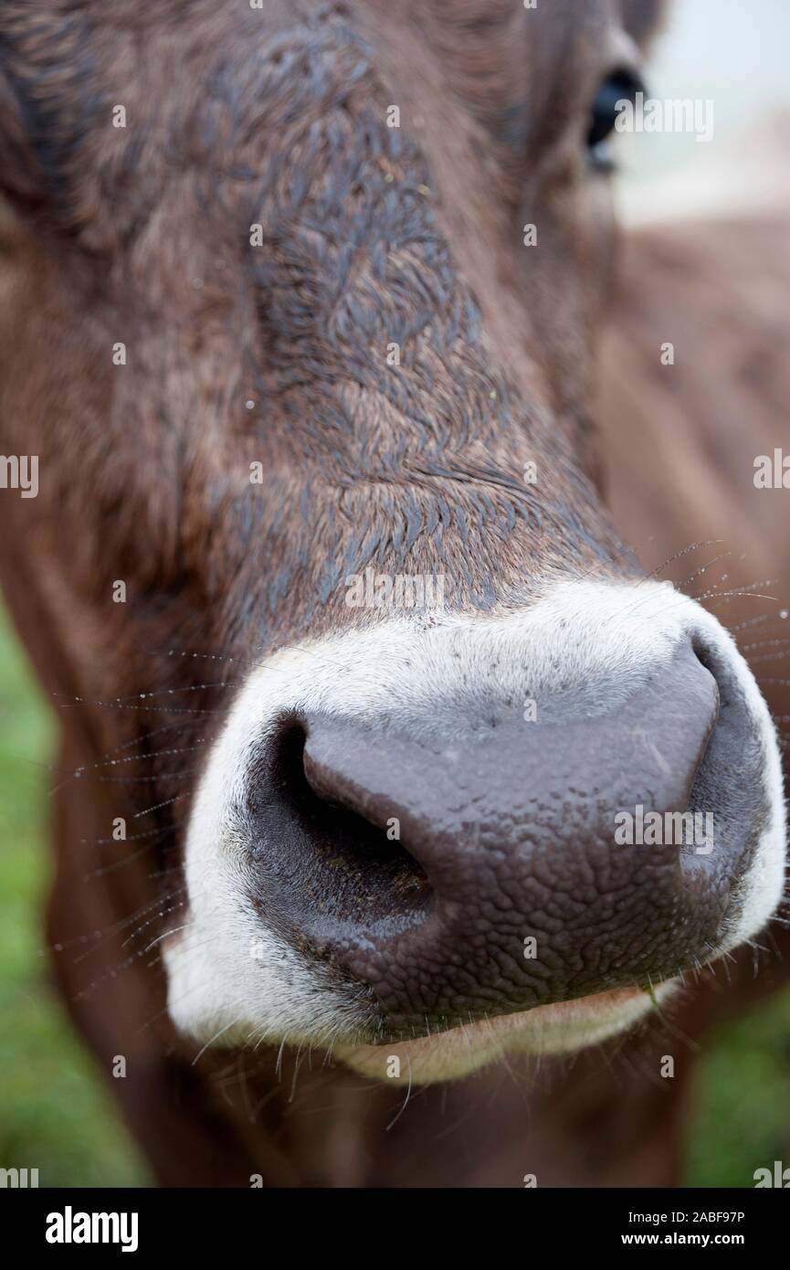 Bavarian cow hi-res stock photography and images - Alamy