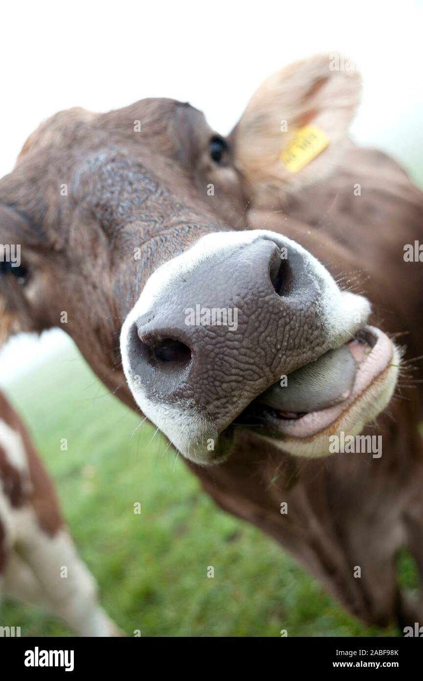 Bavarian Cow Portrait Stock Photo - Alamy