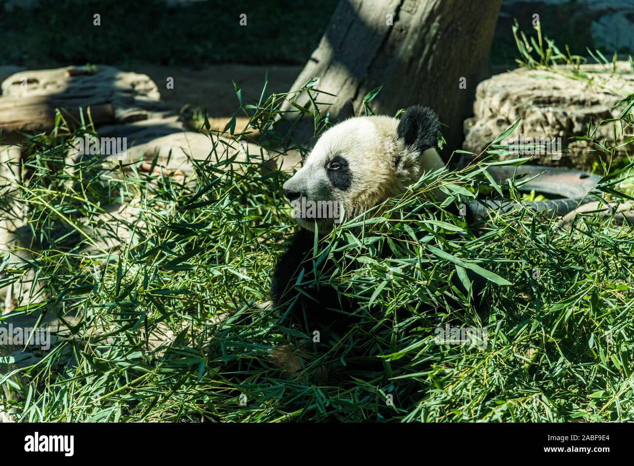 Meng bao hi-res stock photography and images - Alamy