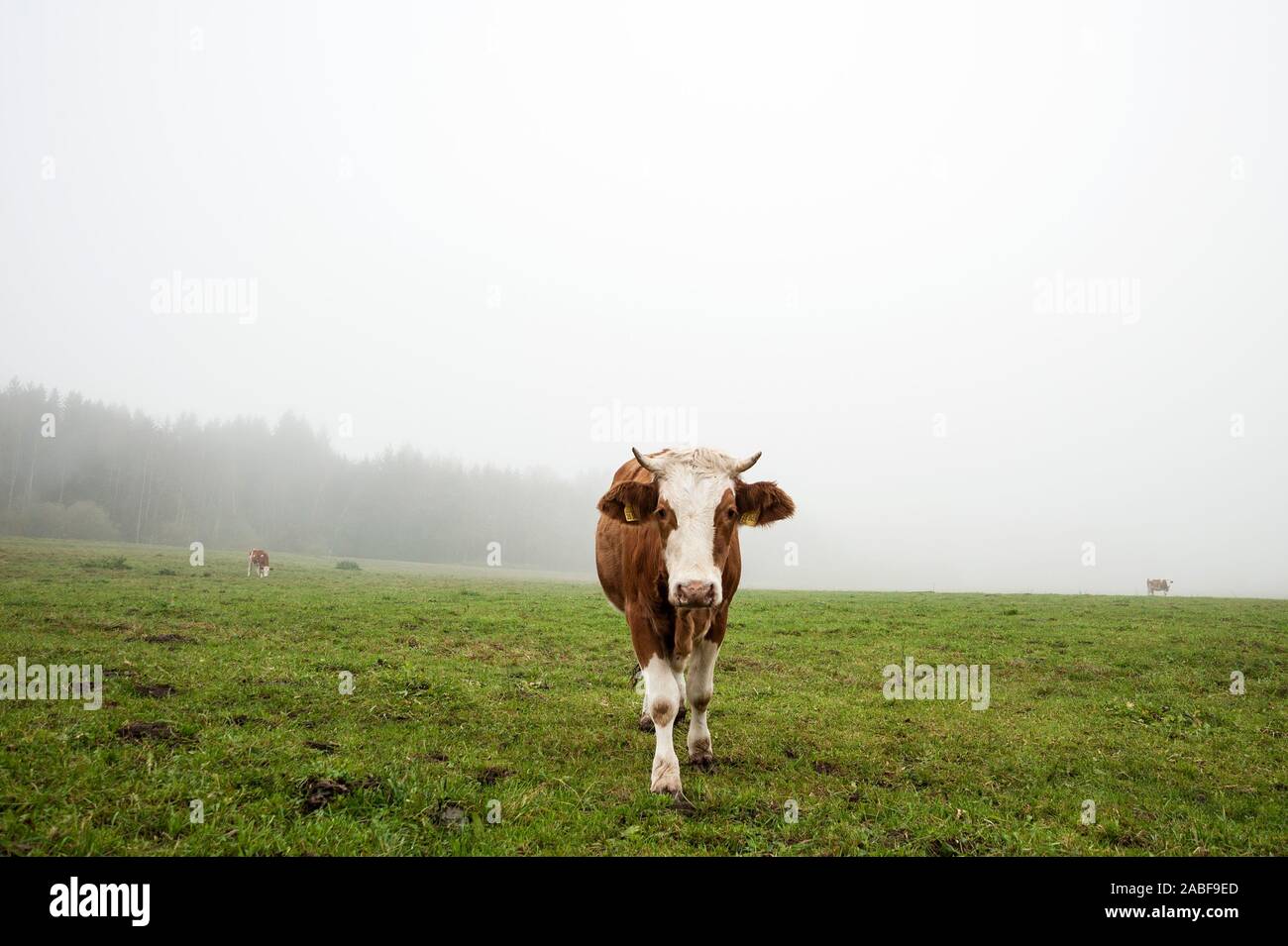 Bavarian Cows on Cow Pasture Stock Photo - Alamy