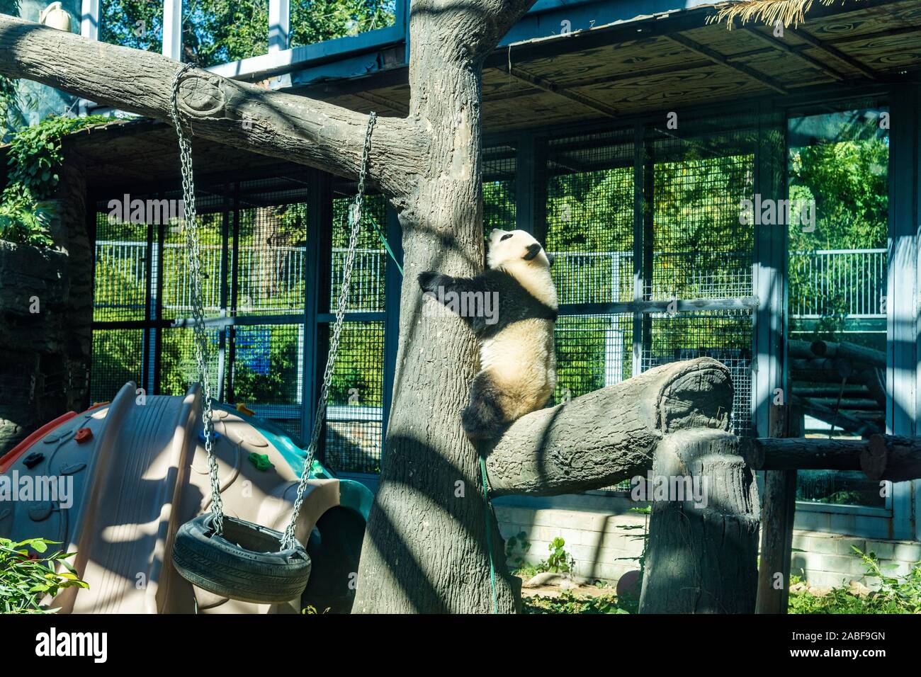 One of the twin pandas climbs up a tree in the Olympics Gams Panda ...