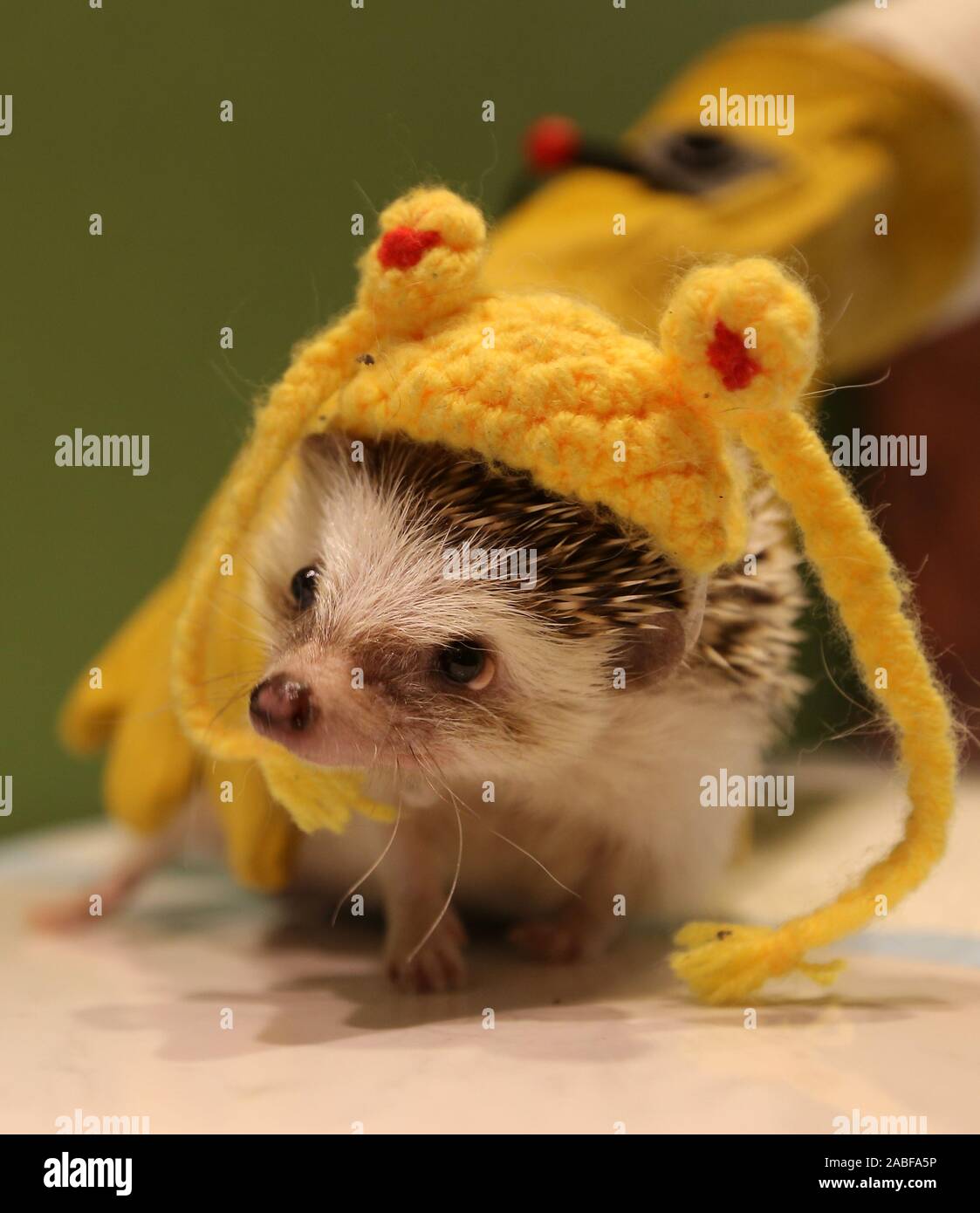 Hedgepig High Resolution Stock Photography and Images - Alamy