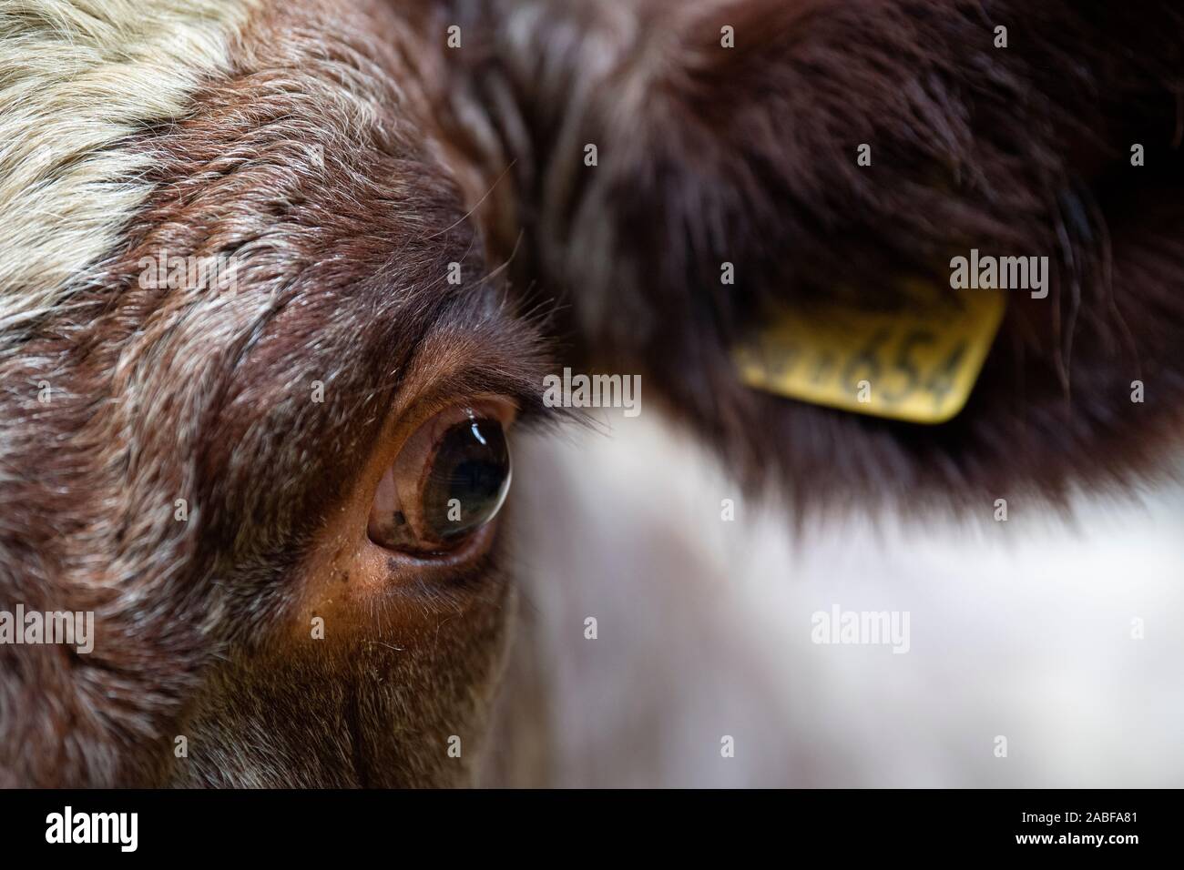Cows eye hi-res stock photography and images - Alamy