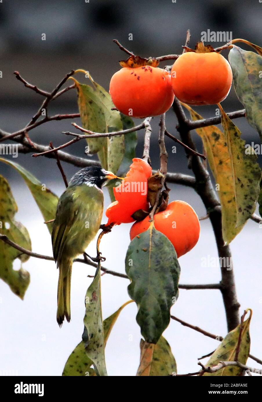 Bird eats persimmon hi-res stock photography and images - Alamy
