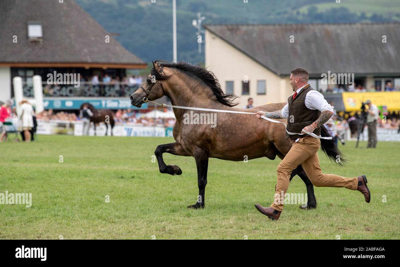 Welsh Cob stallion show at the Royal Welsh Show 2019 Stock Photo - Alamy