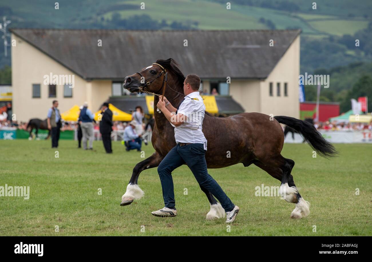 Welsh Cob stallion show at the Royal Welsh Show 2019 Stock Photo - Alamy