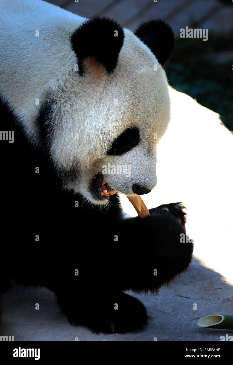 A giant panda enjoys leisure time, sunshine and food at Huangshan city ...