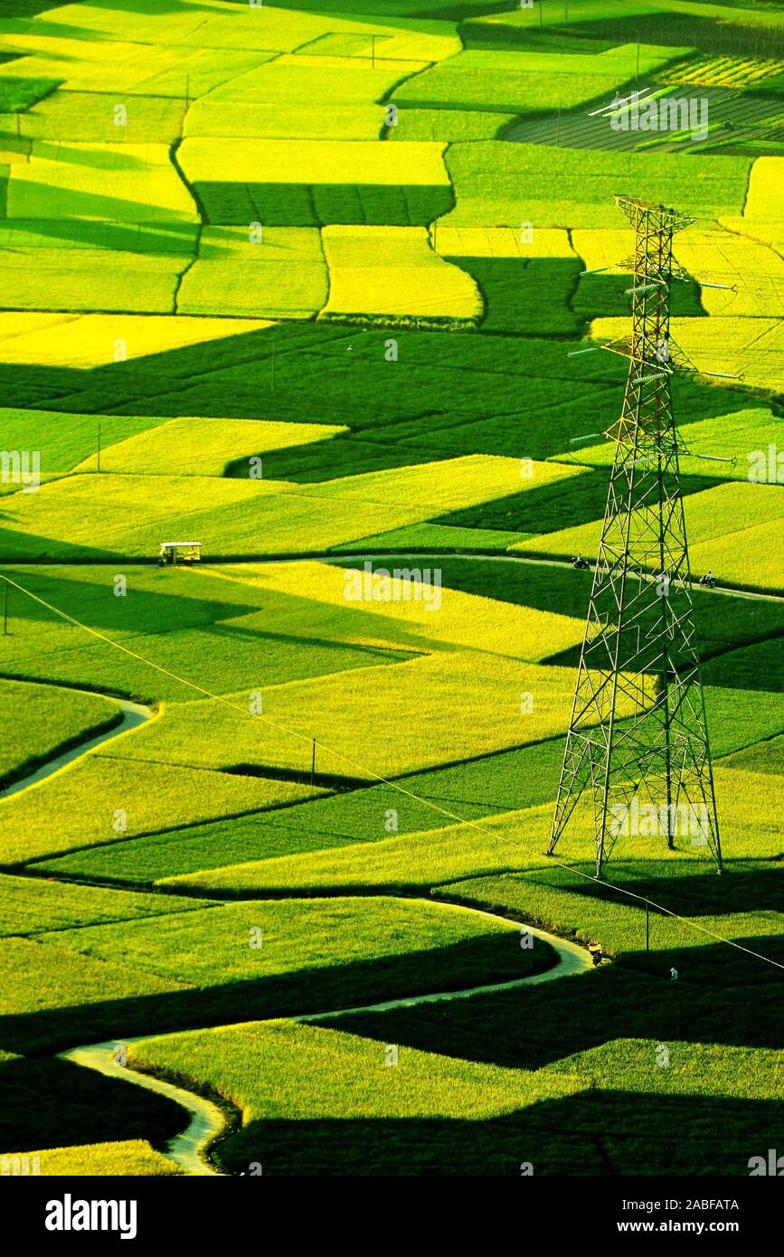 An aerial view of 150 thousand acres of rice ripen, which contributes ...