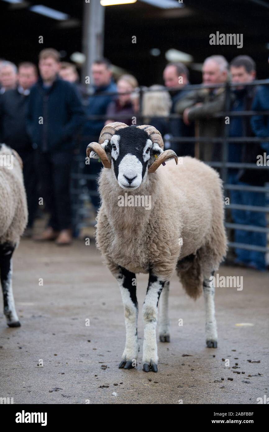 Shepherds showing Swaledale rams at a pedigree sale at Hawes Auction ...