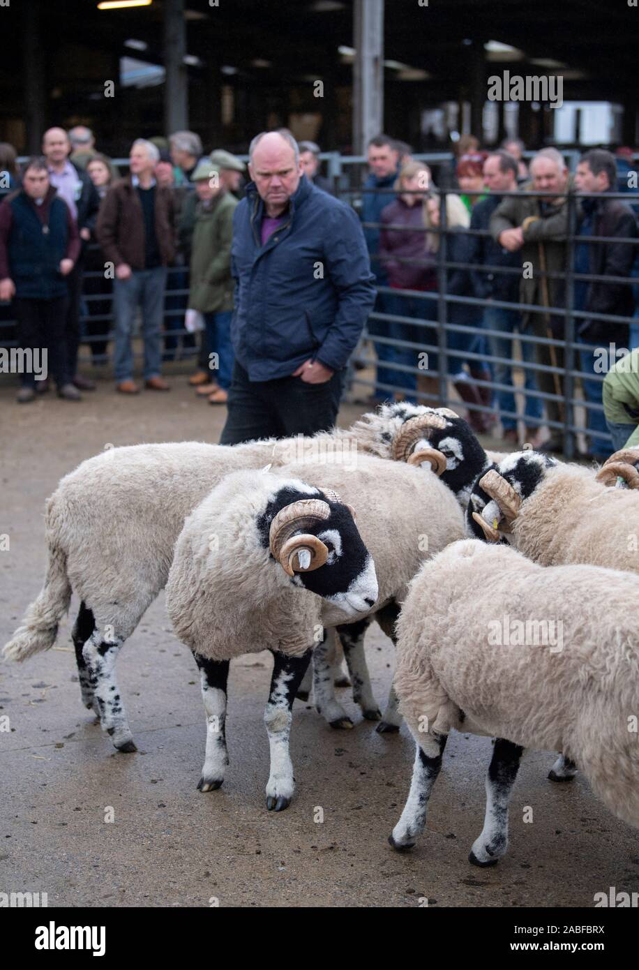 A pedigree swaledale ram hi-res stock photography and images - Alamy