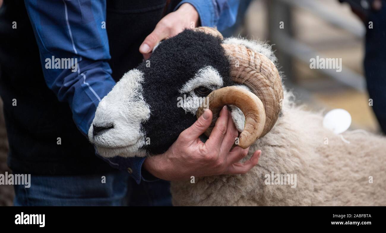 Shepherds showing Swaledale rams at a pedigree sale at Hawes Auction ...