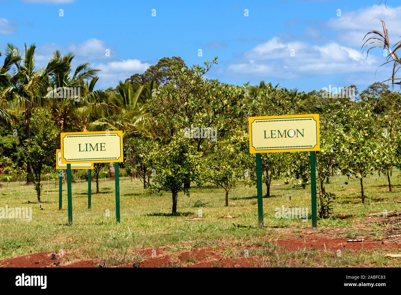Lemon plantation hi-res stock photography and images - Alamy