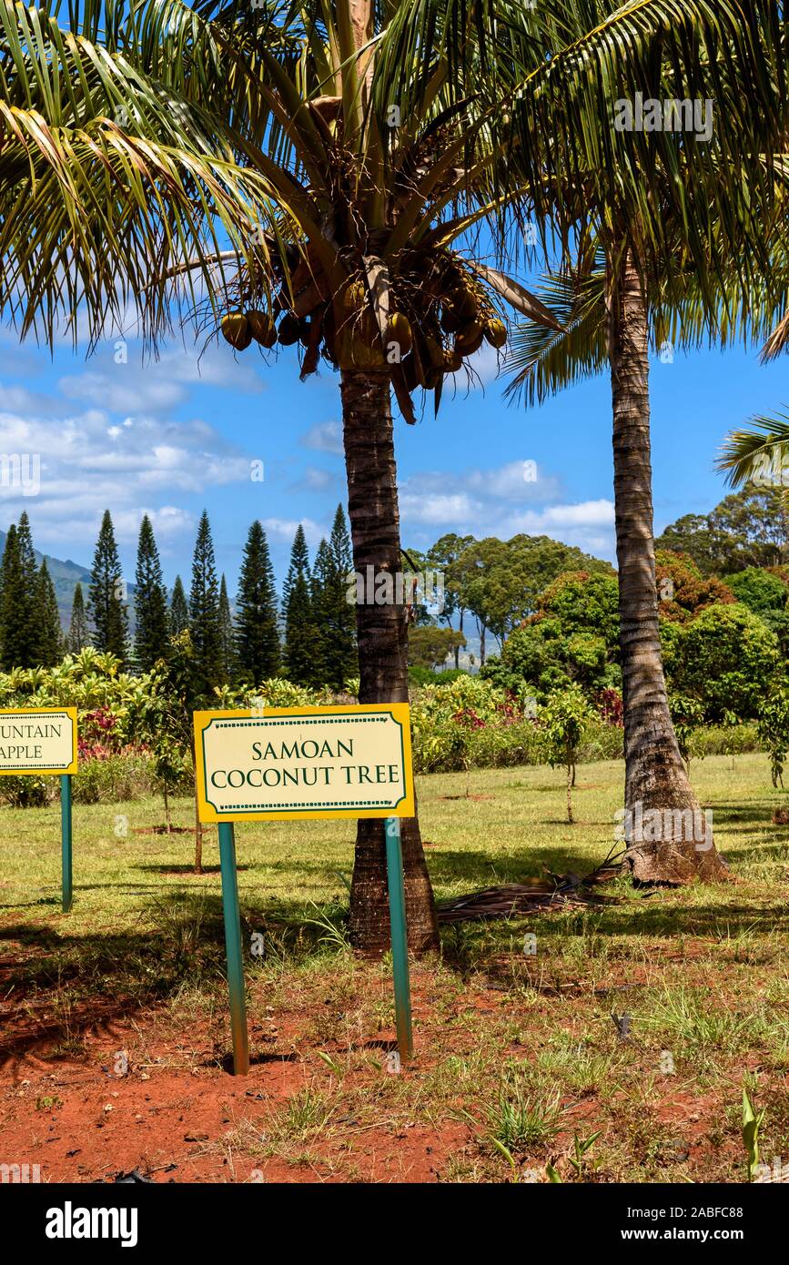 Samoan Coconut Trees, growing in a tropical plantation Stock Photo - Alamy