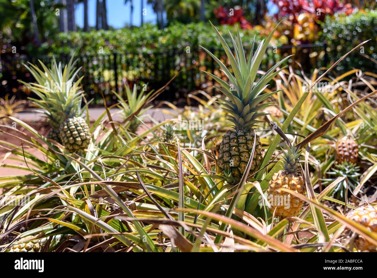 Pineapple plantation hawaii hi-res stock photography and images - Alamy