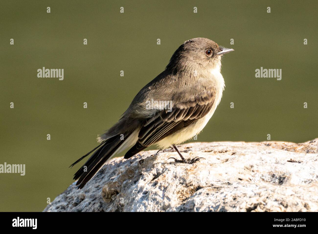 Eastern Phoebe in Guadalupe state park in Texas, USA Stock Photo - Alamy
