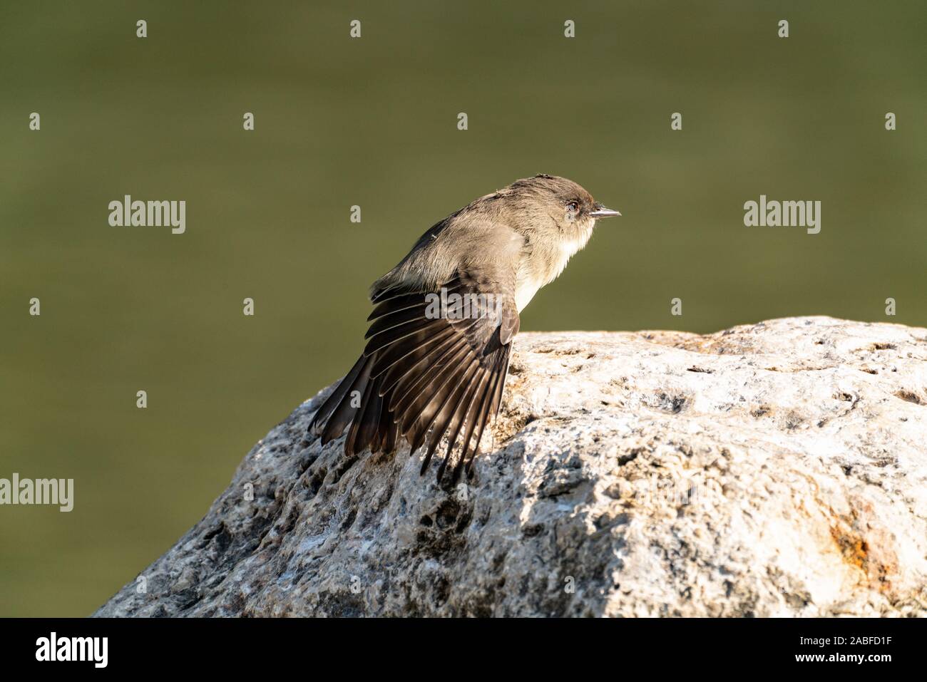Eastern Phoebe in guadalupe state park in Texas, USA Stock Photo - Alamy