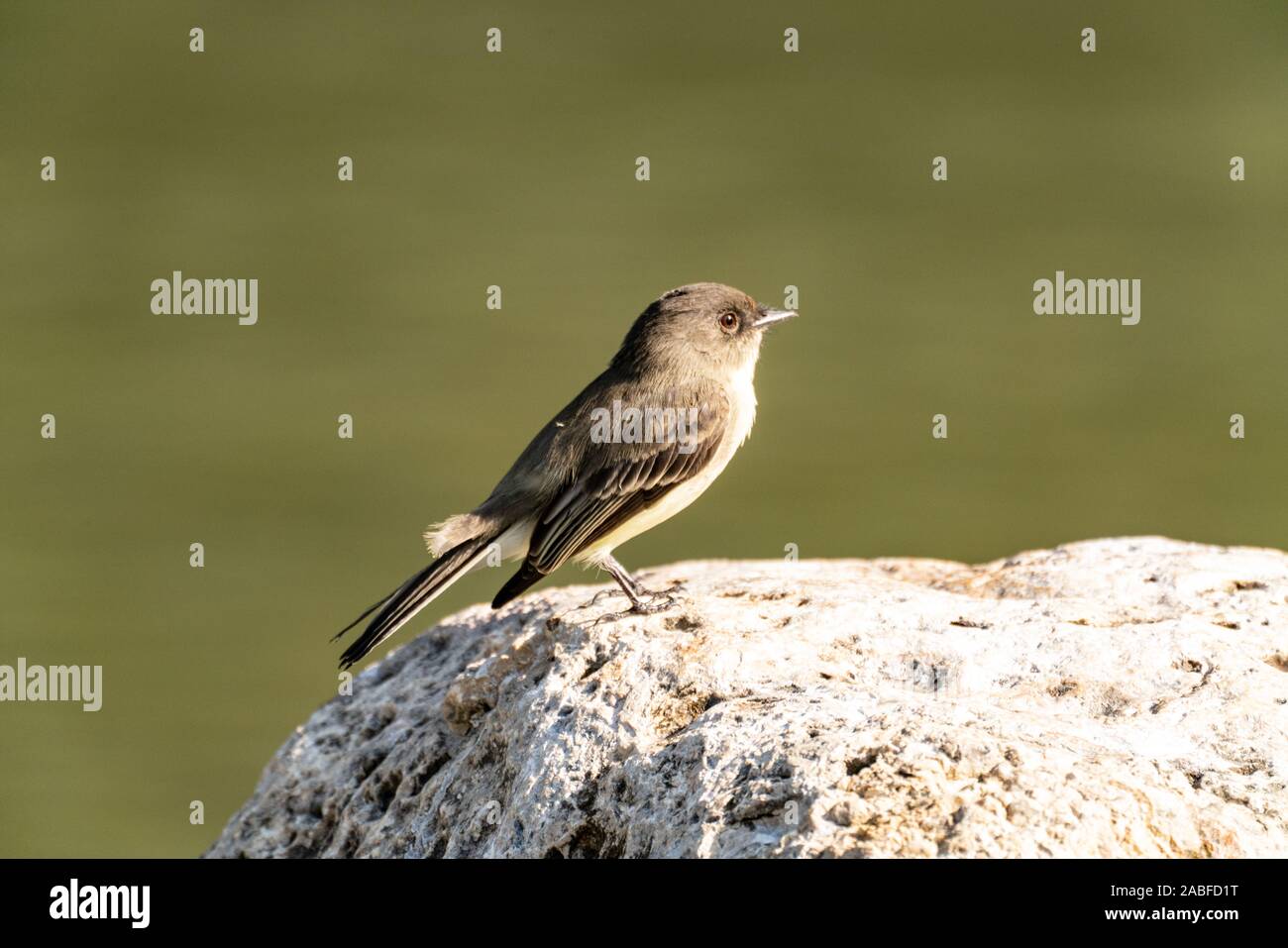 Eastern Phoebe in guadalupe state park in Texas, USA Stock Photo - Alamy