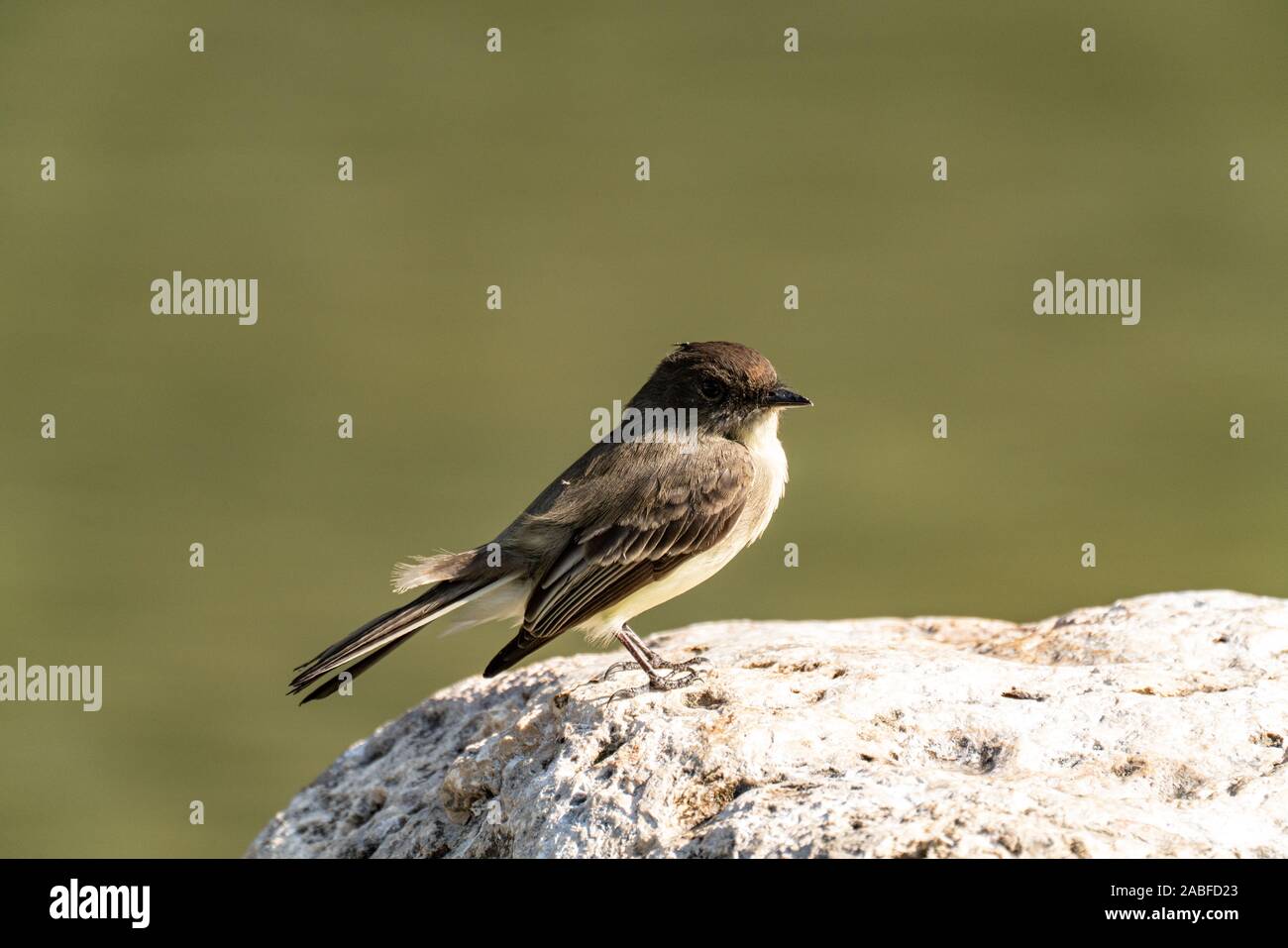 Eastern Phoebe in guadalupe state park in Texas, USA Stock Photo - Alamy