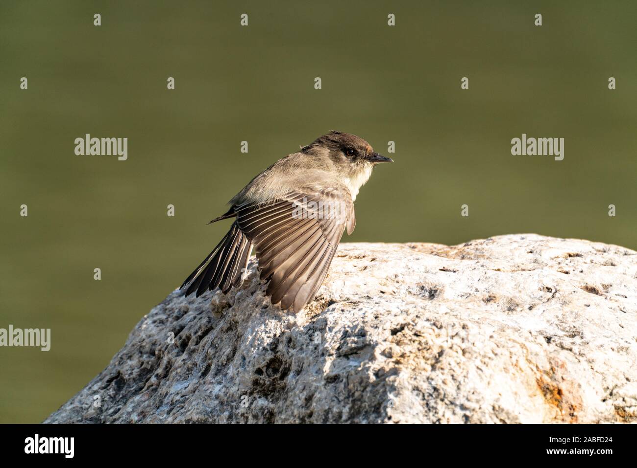 Eastern Phoebe in guadalupe state park in Texas, USA Stock Photo - Alamy