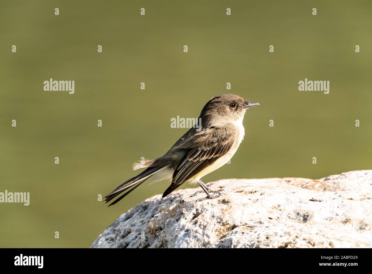 Eastern Phoebe in guadalupe state park in Texas, USA Stock Photo - Alamy
