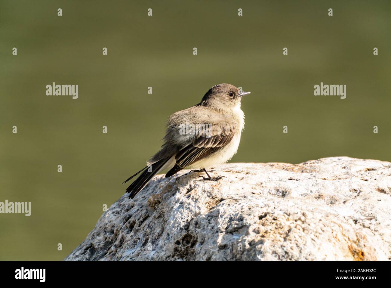 Eastern Phoebe in guadalupe state park in Texas, USA Stock Photo - Alamy