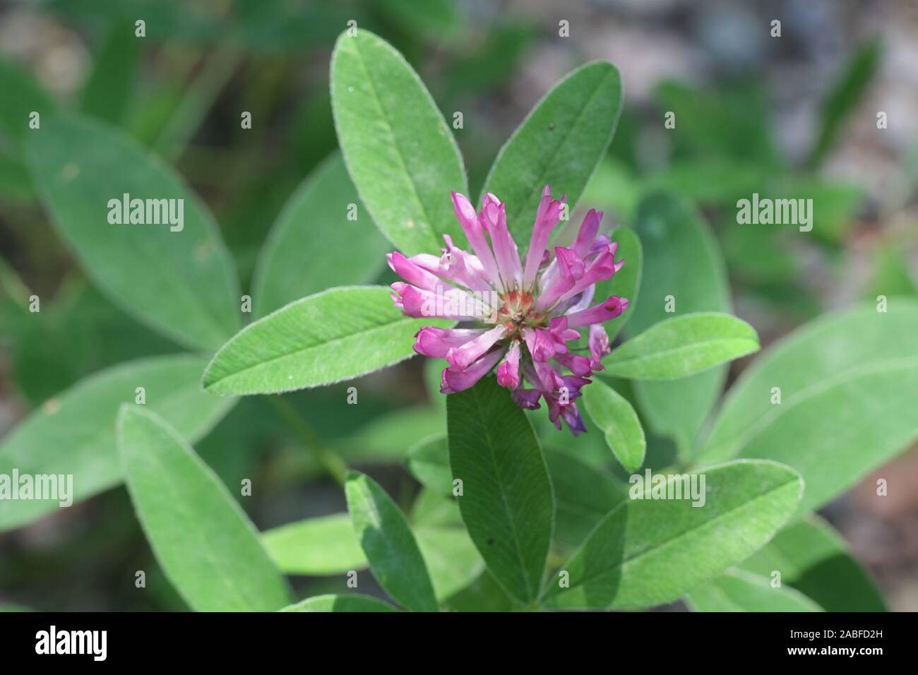Clovers trifolium hi-res stock photography and images - Alamy