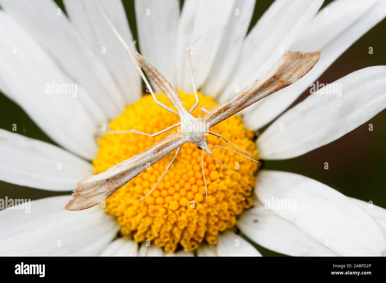 Gillmeria pallidactyla, known as Yarrow Plume moth Stock Photo - Alamy
