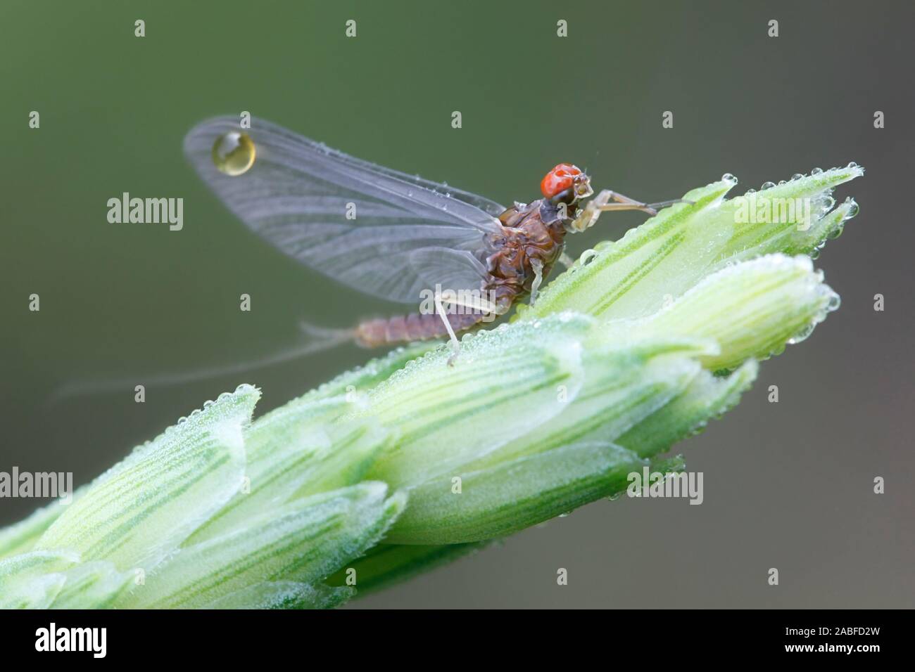 Mayfliy, also known as Canadian soldier, shadfly or fishfly, aquatic ...