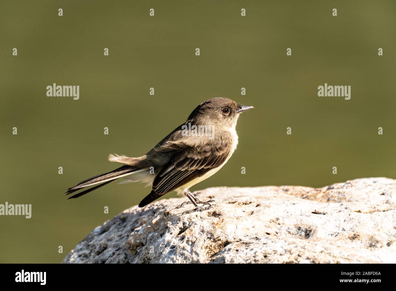 Texas birding trail hi-res stock photography and images - Alamy