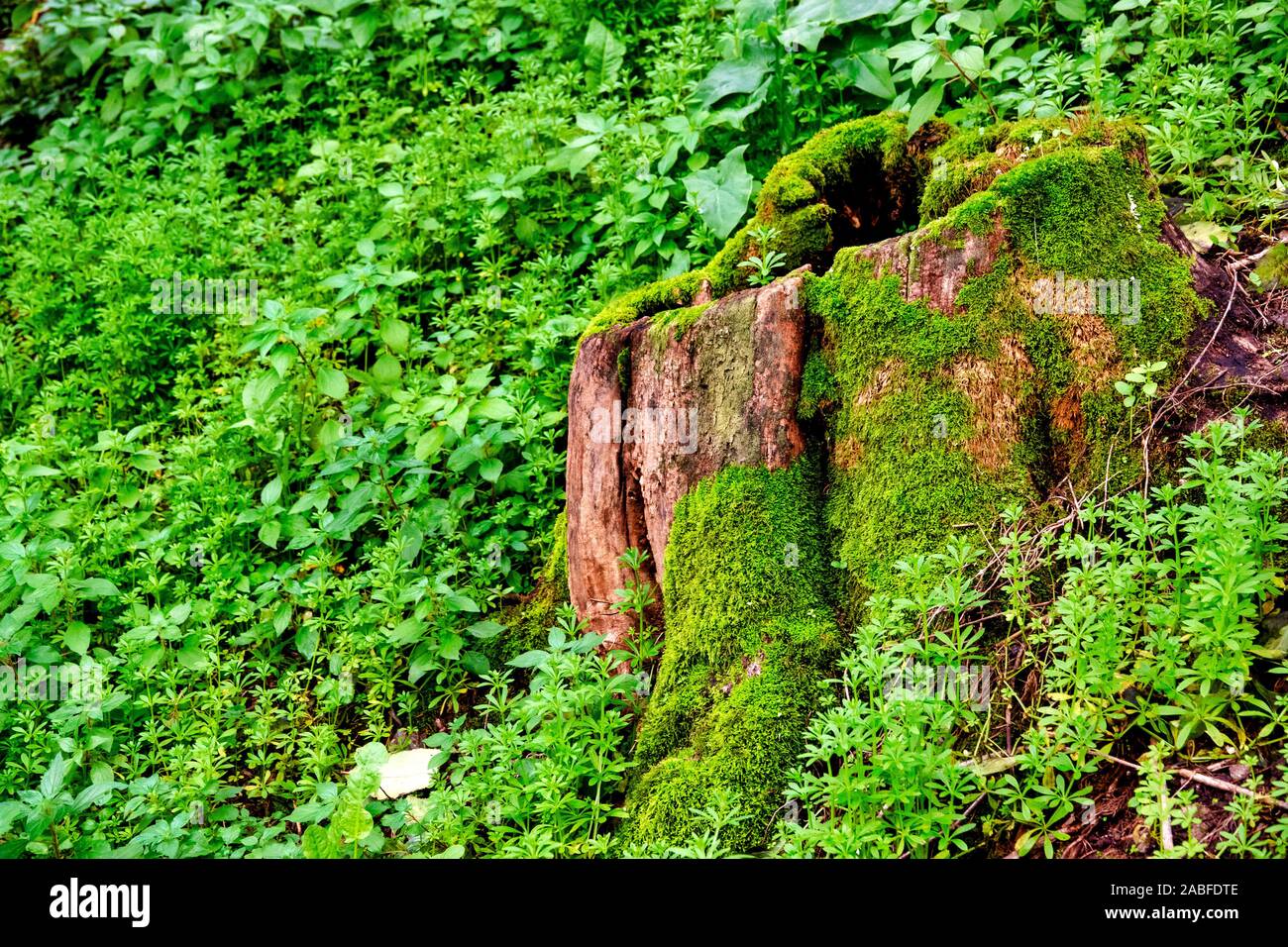 Tree stump in a forest Stock Photo - Alamy