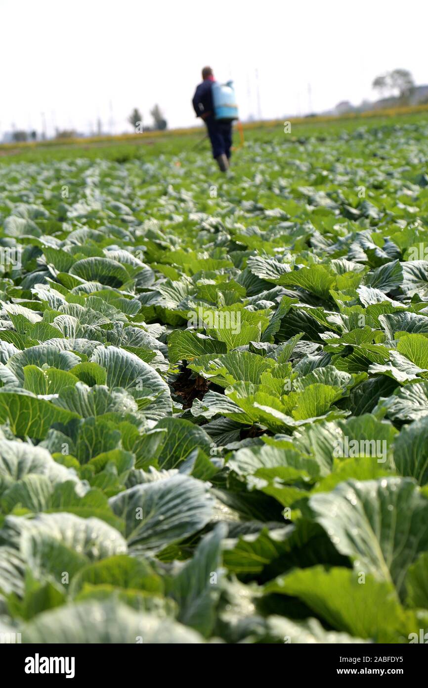 A farmer works in vegetable fields at a farm in Dagong town, a ...
