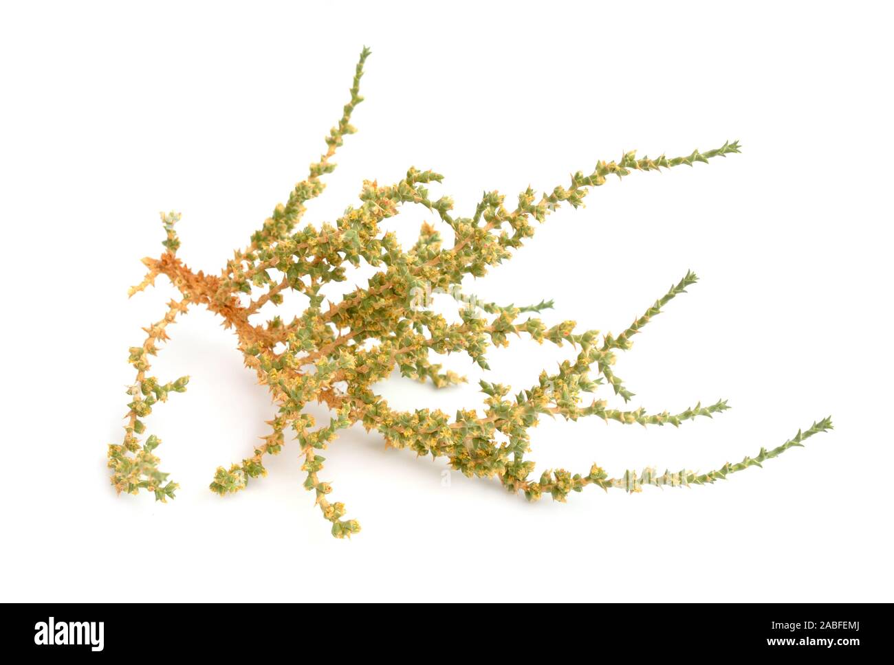 Cornulaca monacantha. It is known as had and djouri, and the Tuareg ...