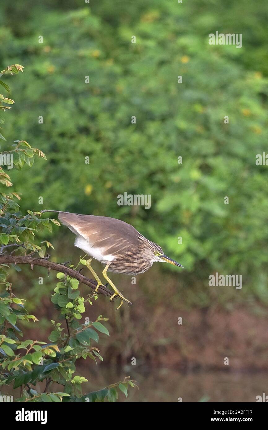 Indian Pond Heron (Ardeola grayii Stock Photo - Alamy