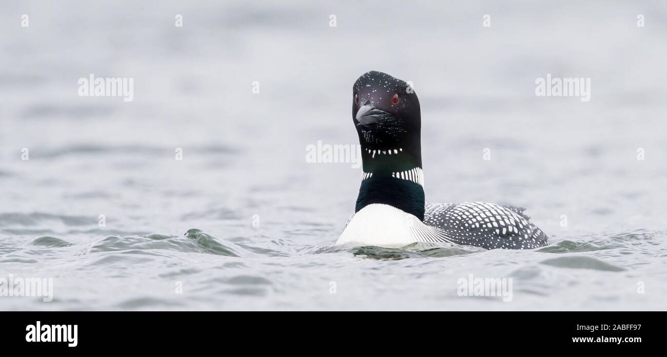 Great Northern Diver (Loon), Iceland Stock Photo - Alamy