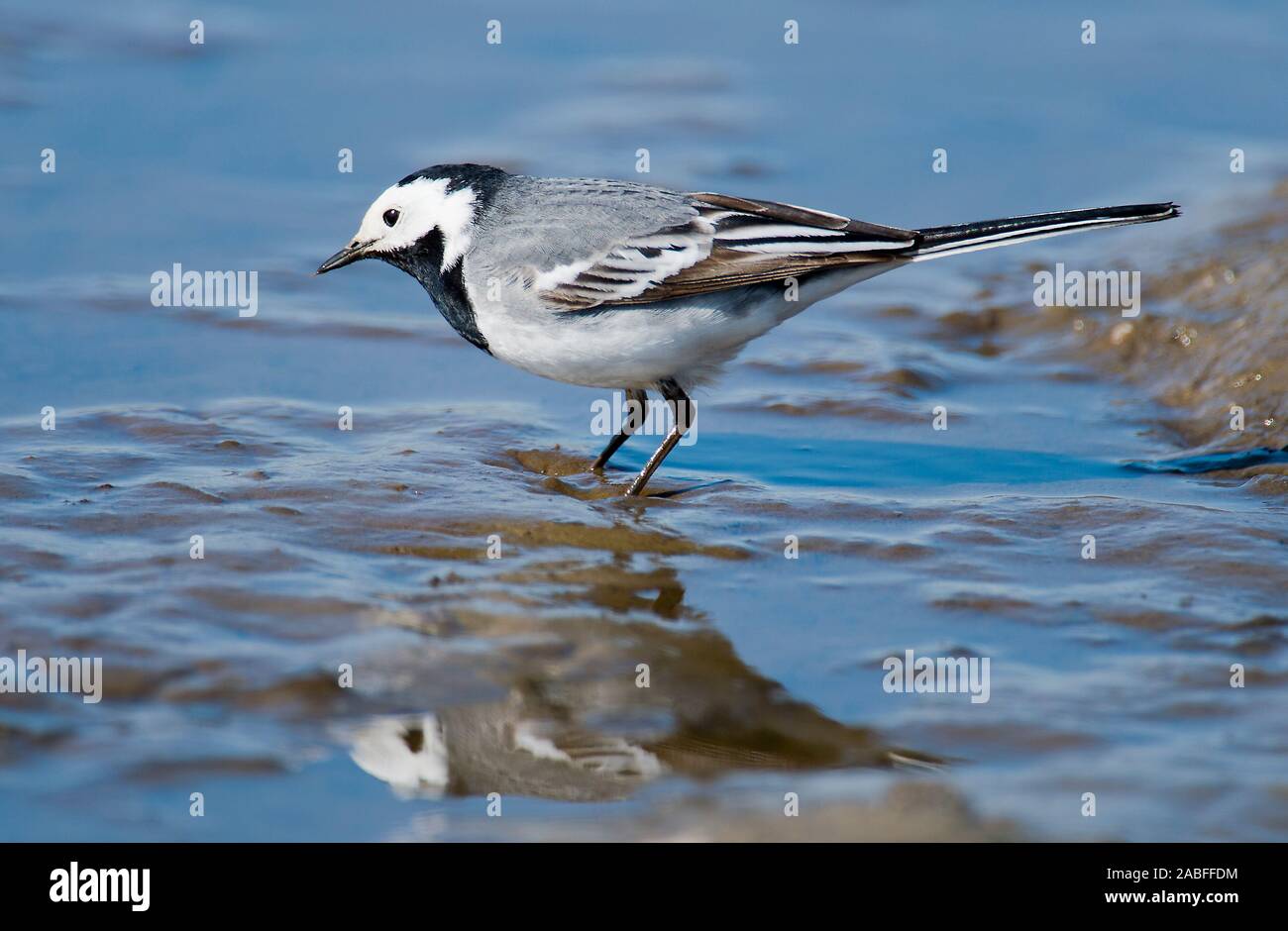 Fugler fugl birds passeriformes hi-res stock photography and images - Alamy