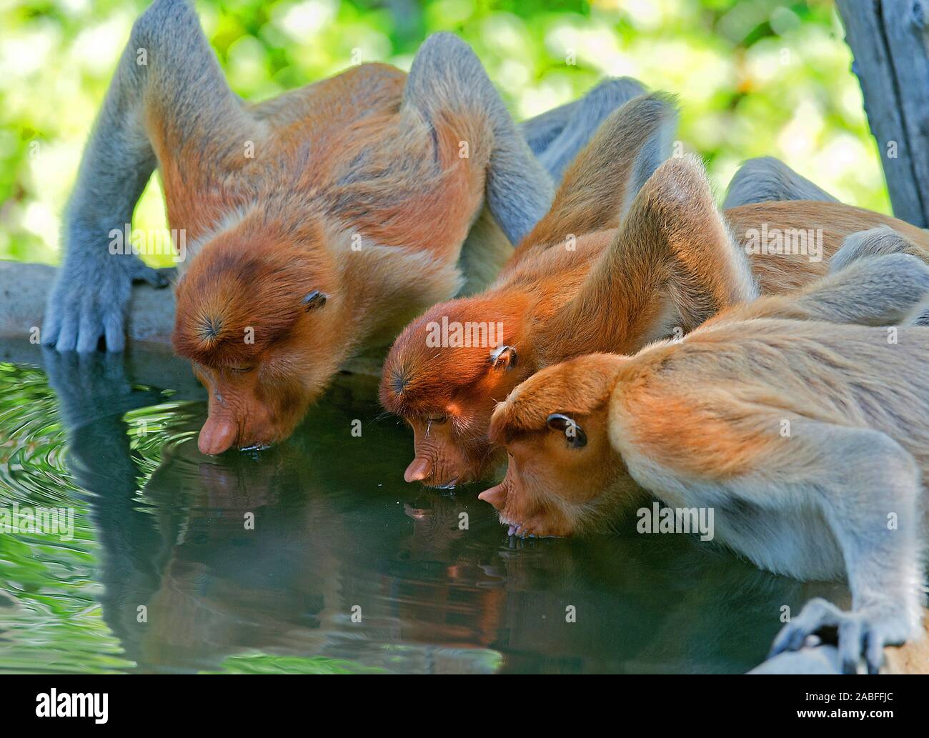 Neseape hi-res stock photography and images - Alamy