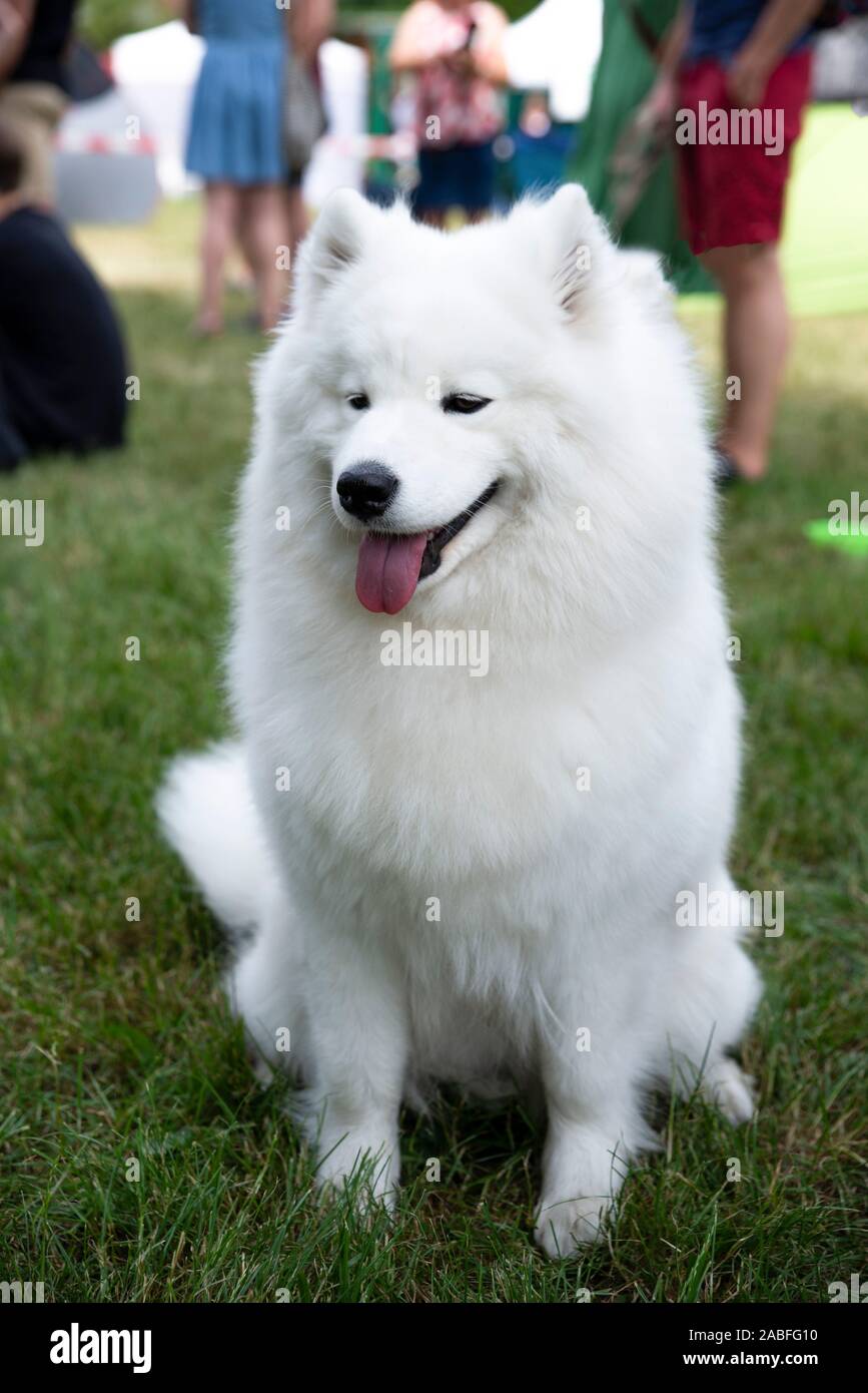 Samoyed breed grooming hi-res stock photography and images - Alamy