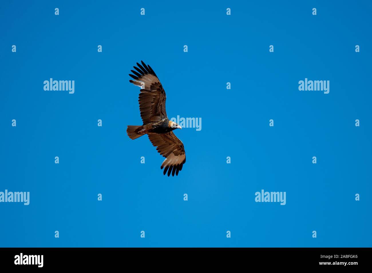 Black-breasted Buzzard Hamirostra melanosternon Uluru, Northern ...