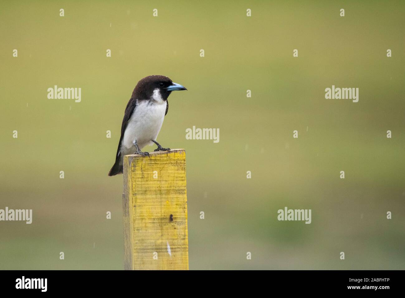 Fiji Woodswallow Artamus mentalis Nadi, Fiji 21 October 2019 Adults ...