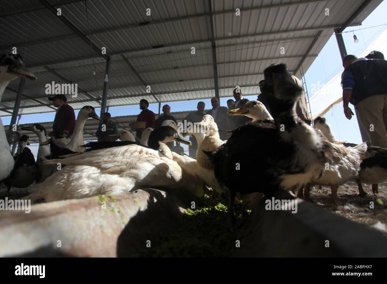 Jabalia, Gaza Strip, Palestinian Territory. 27th Nov, 2019. Ducks are ...