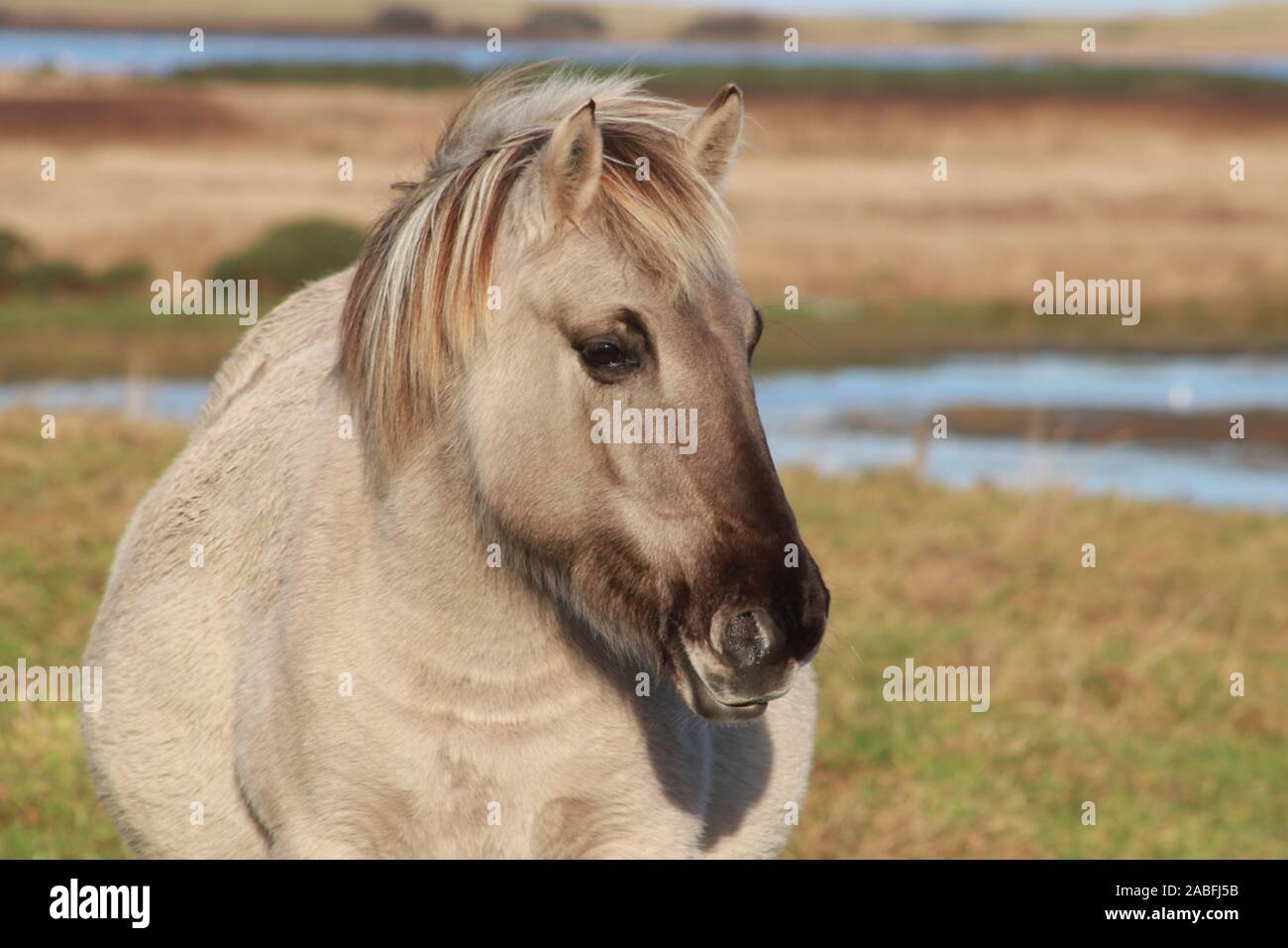 Pony fur texture hi-res stock photography and images - Alamy