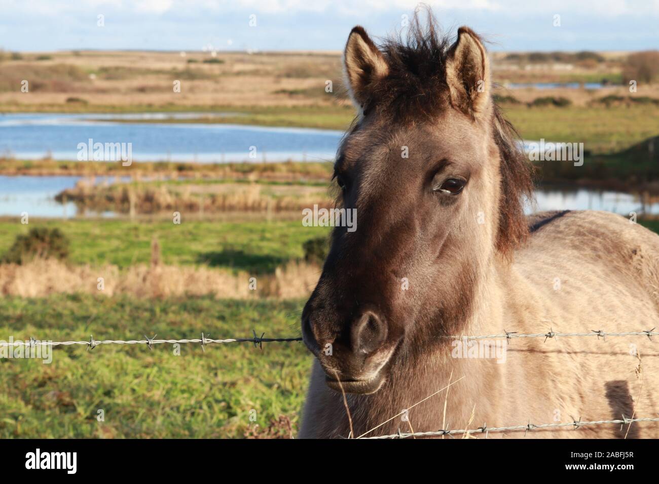 Pony fur texture hi-res stock photography and images - Alamy