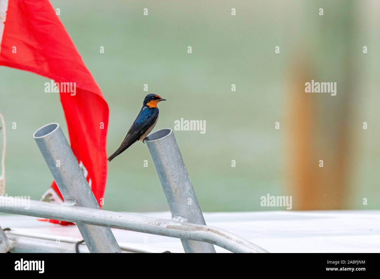 House Swallow Hirundo javanica subfusca Vitogo, Fiji 21 October 2019 ...