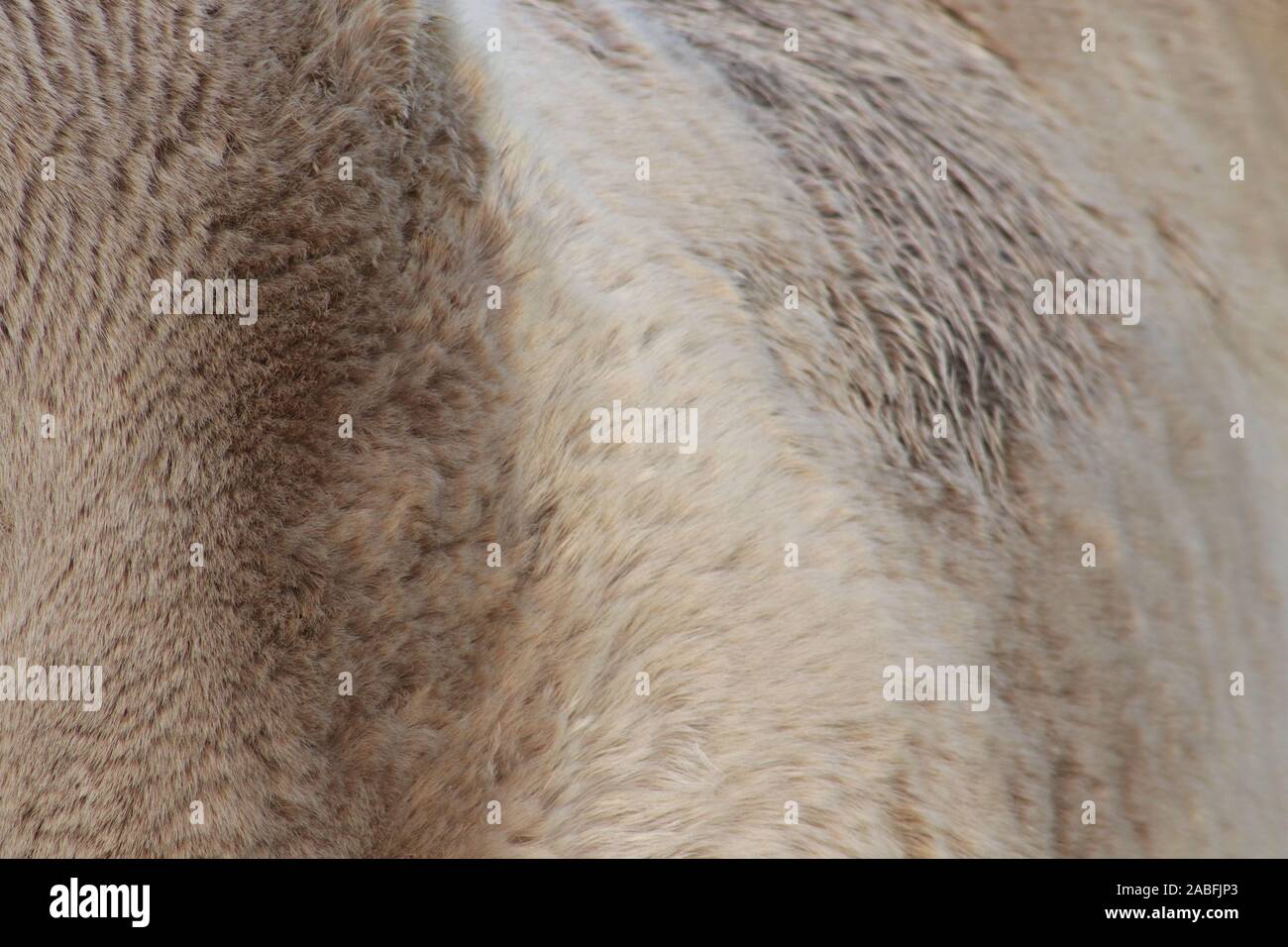 Horse Fur Texture High Resolution Stock Photography and Images - Alamy