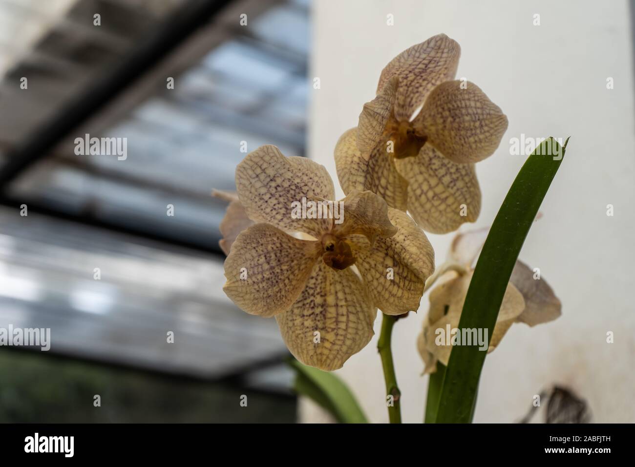 Blossom vanda orchids in the garden. Queen of vanda orchids Stock Photo ...