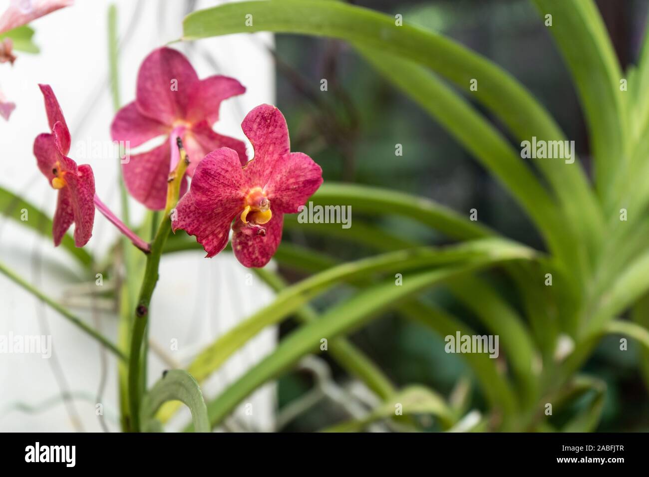 Phalaenopsis or Moth dendrobium Orchid flower. Ruby Orchids Isolated on blur background ...